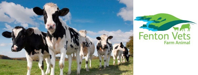 Farm Animals | Fenton Vets | Award-Winning Independent Veterinary ...